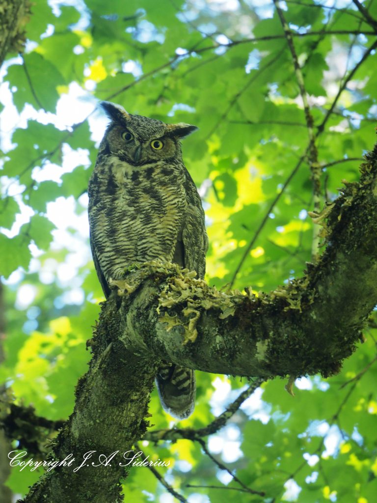 Green Owl | Siderius Photos
